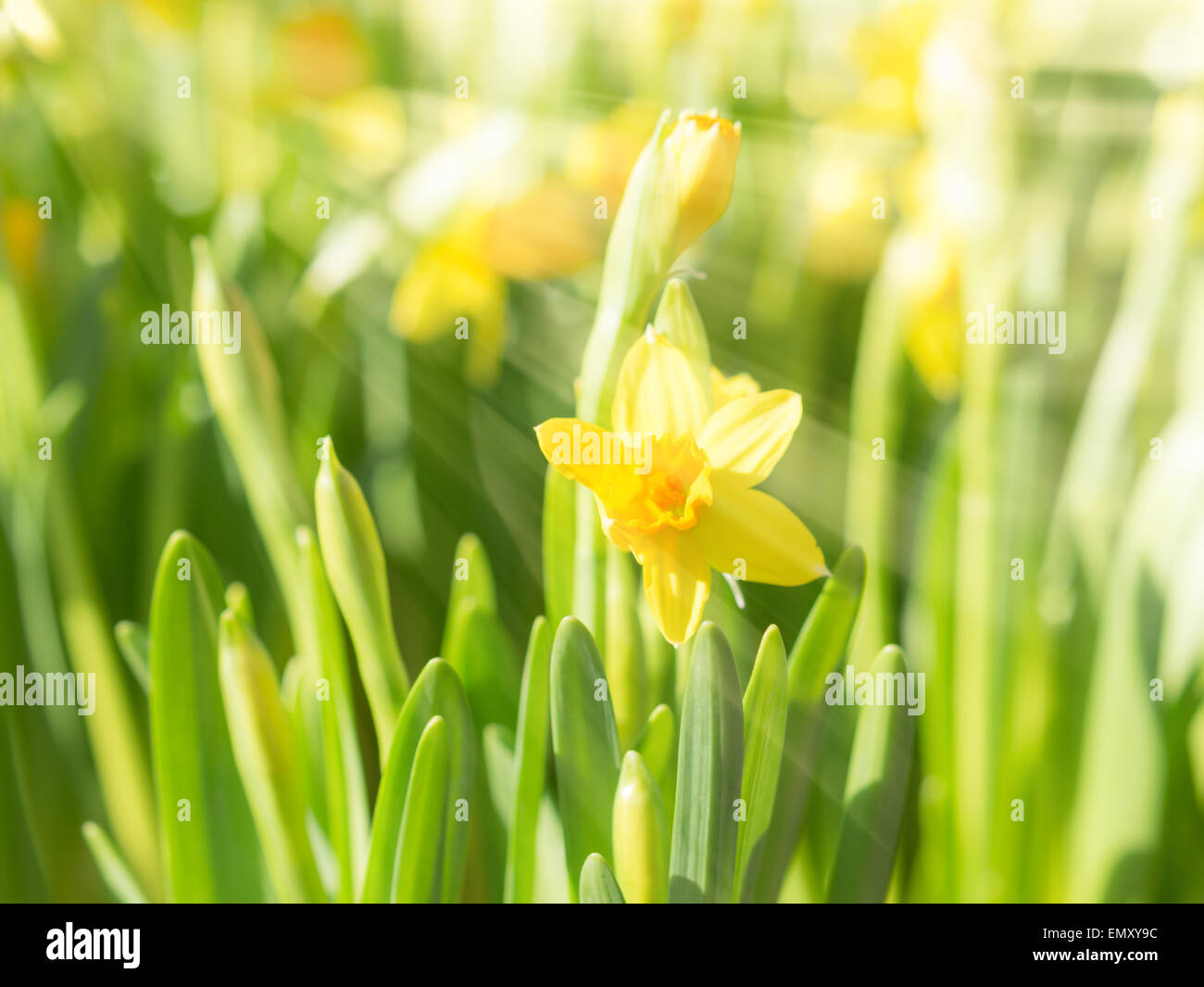 Sunny rays yellow hi-res stock photography and images - Alamy