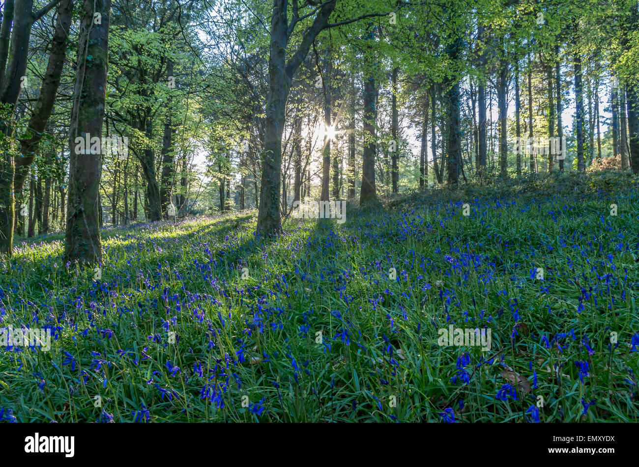 Stunning bluebell woods in cornwall england uk Stock Photo - Alamy