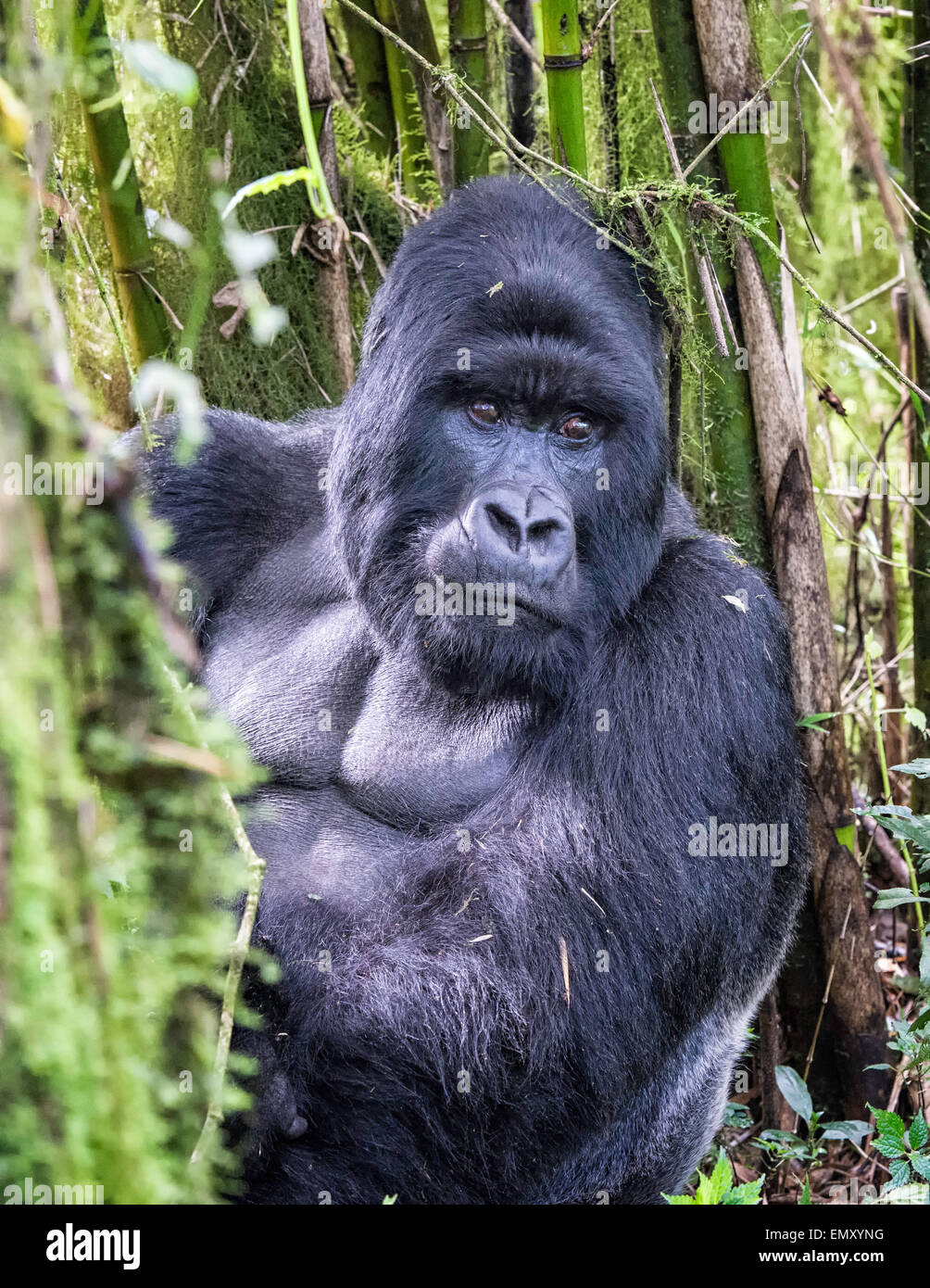 Silverback Mountain Gorilla Volcanoes National Park Stock Photo - Alamy
