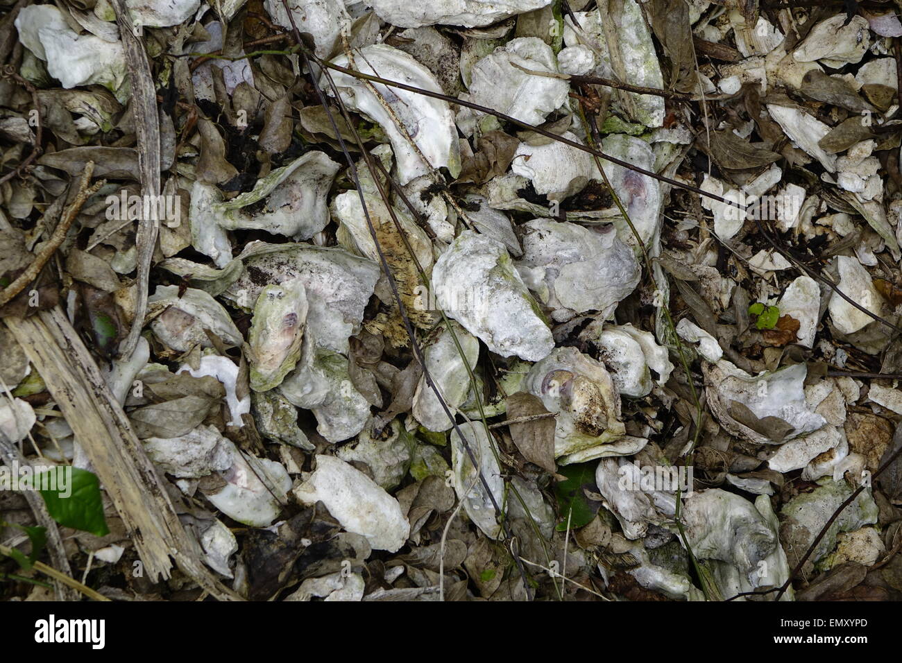 Shells on Turtle mound a large shell midden, Canaveral National ...