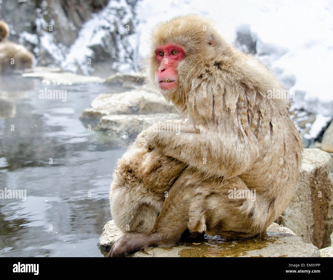 Japanese macaque water hi-res stock photography and images - Alamy