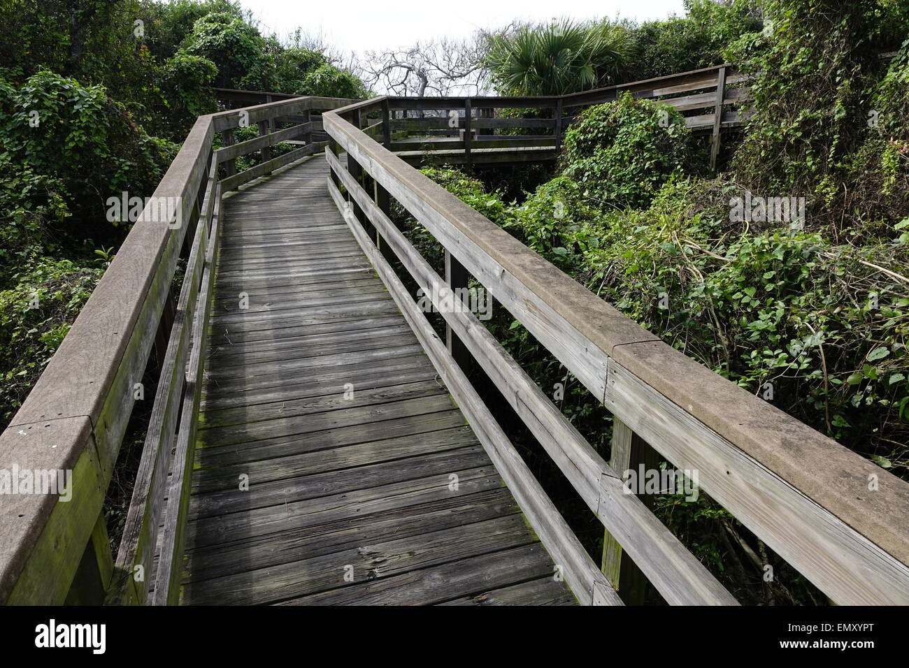Elevated boardwalk atop Turtle mound a large shell midden, Canaveral ...