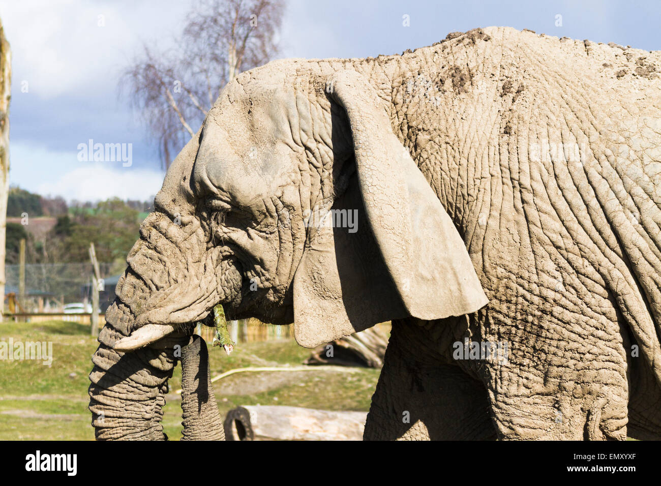 Old African elephant Stock Photo - Alamy