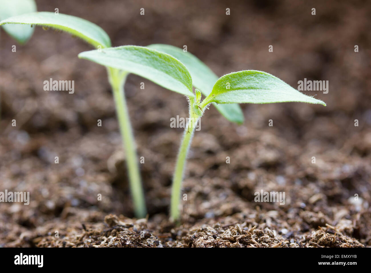 Tomato plant seedling hi-res stock photography and images - Alamy