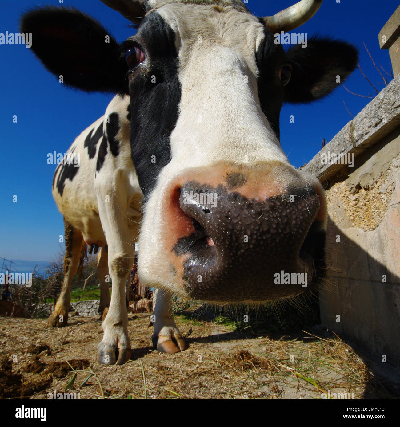 Black and white cow in small farm on croatian island Stock Photo - Alamy