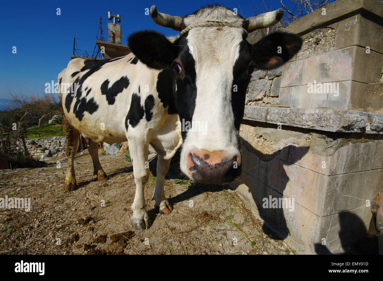 Black and white cow in small farm on croatian island Stock Photo - Alamy