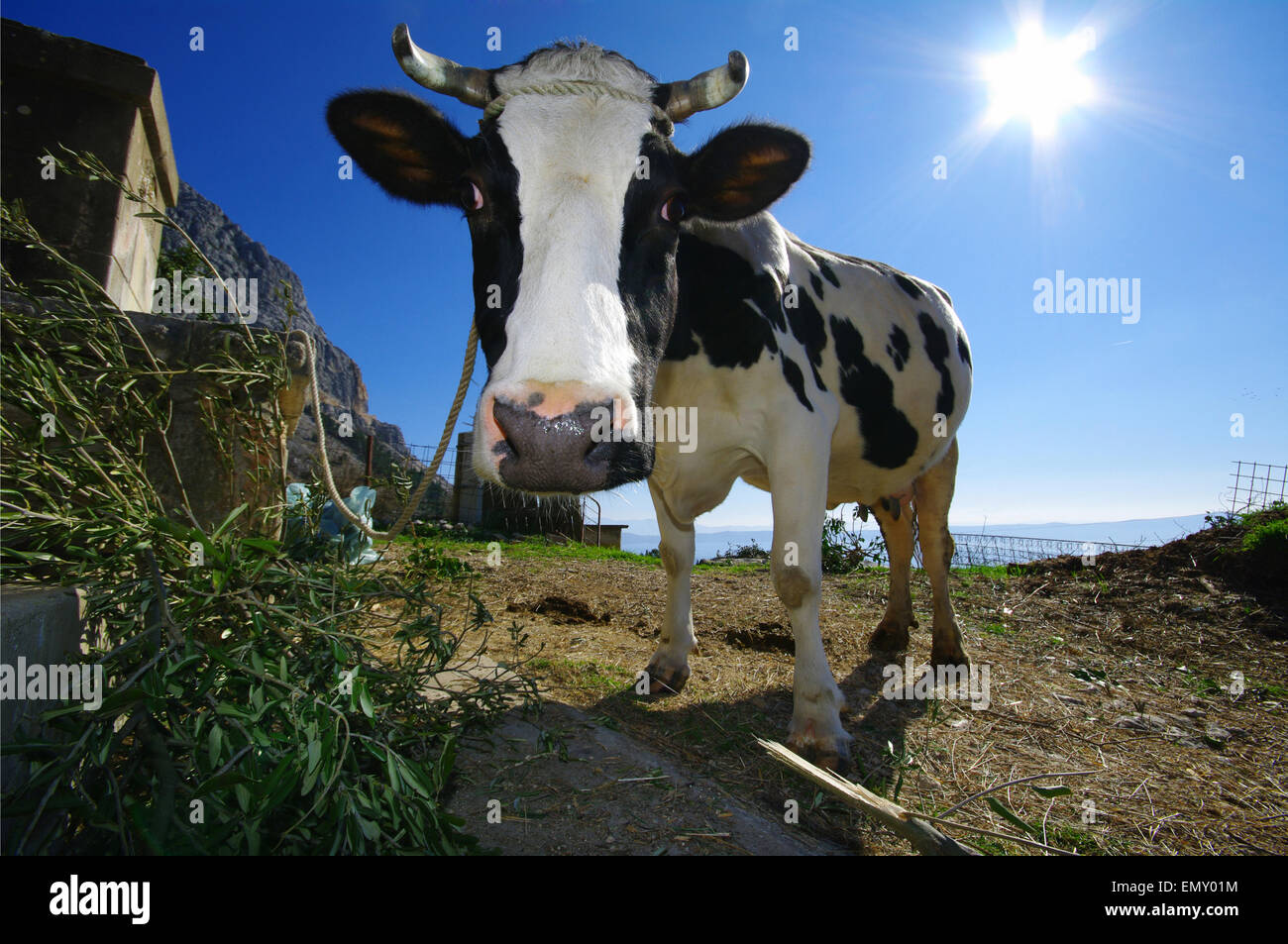 Croatian farm hi-res stock photography and images - Alamy