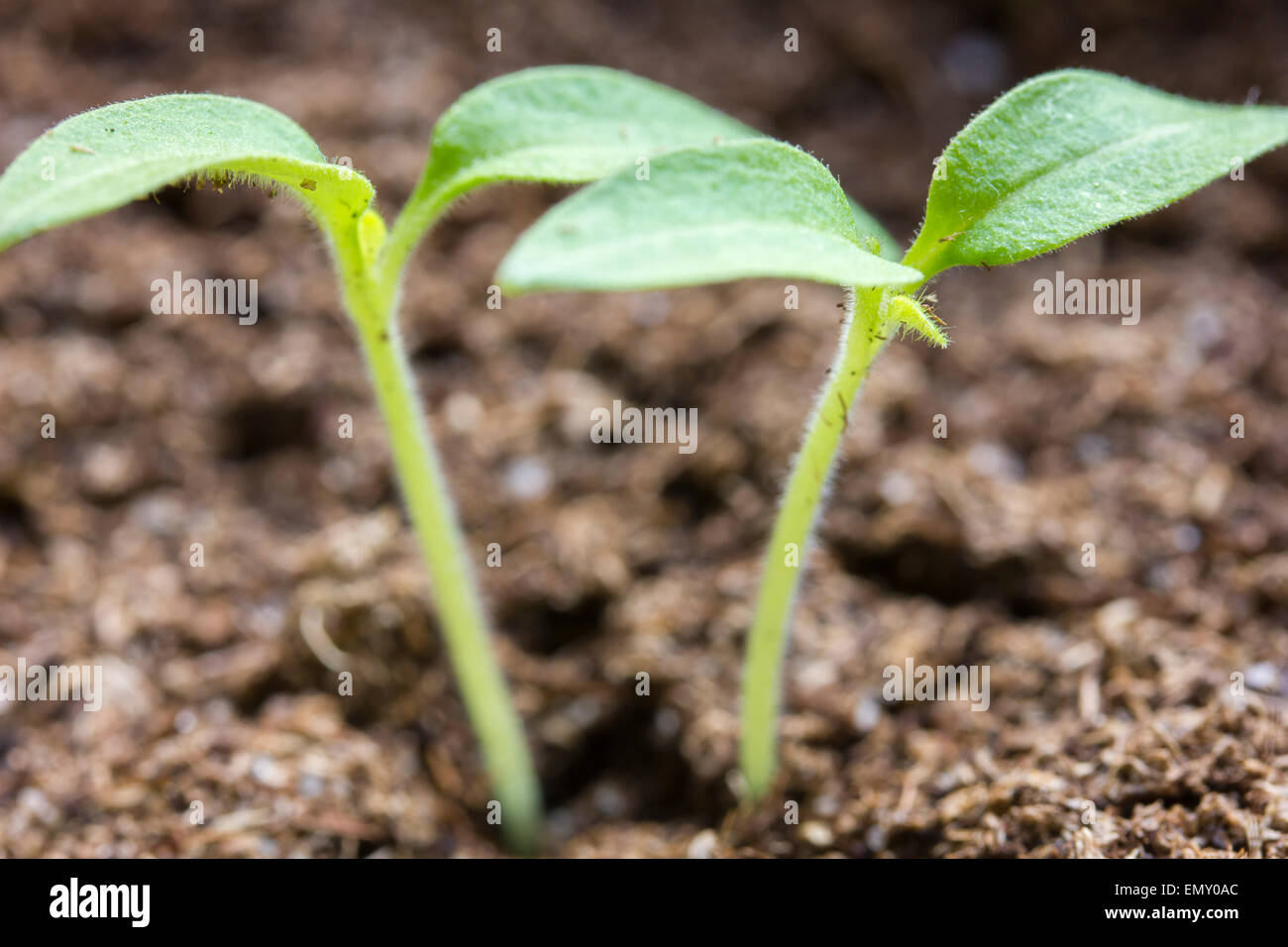 Tomato plant seedling hi-res stock photography and images - Alamy