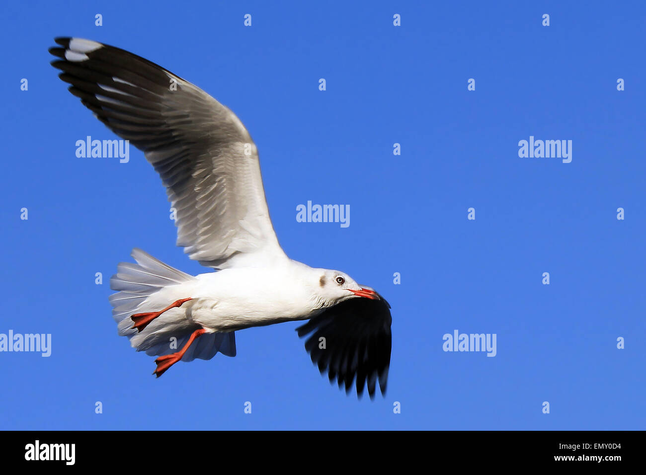 Seagull Flying Against the Beautiful Sky Stock Photo - Alamy