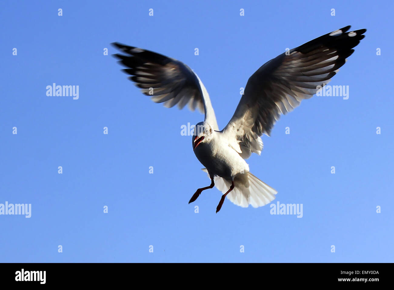 Seagull Flying Against the Beautiful Sky Stock Photo - Alamy