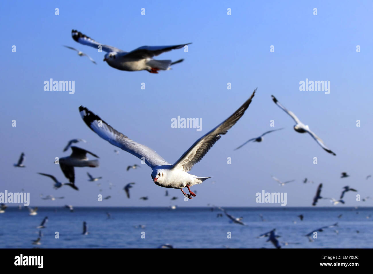 Moving sea animals hi-res stock photography and images - Alamy