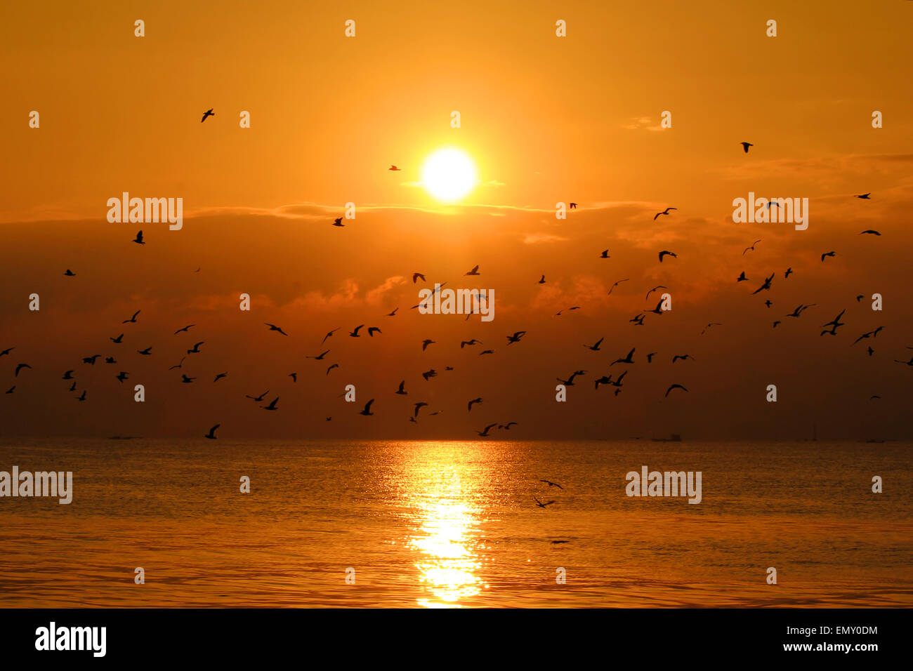 Group of Seagulls Flying in the Sunset over the sea Stock Photo - Alamy