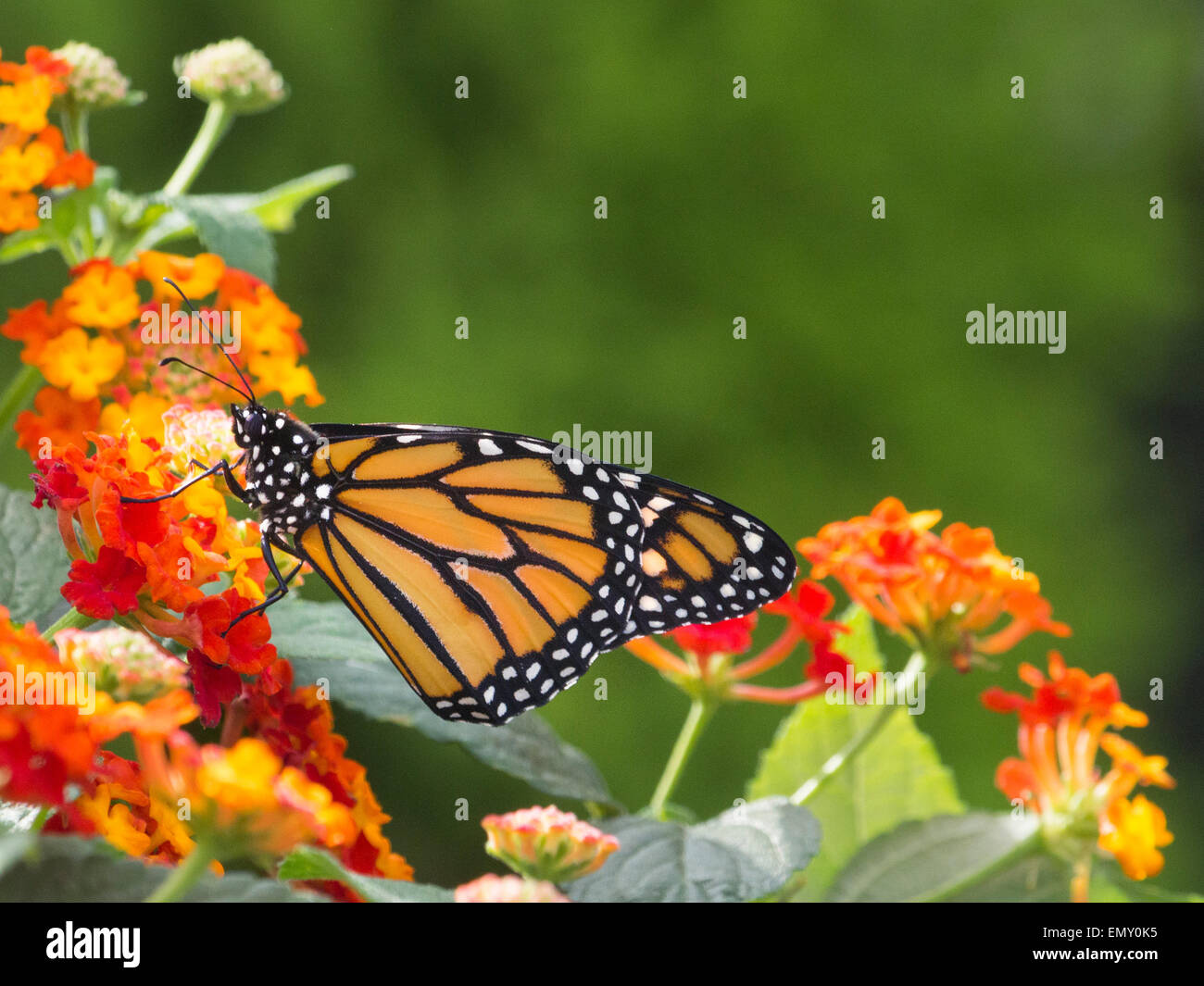 Butterfly in a garden Stock Photo - Alamy