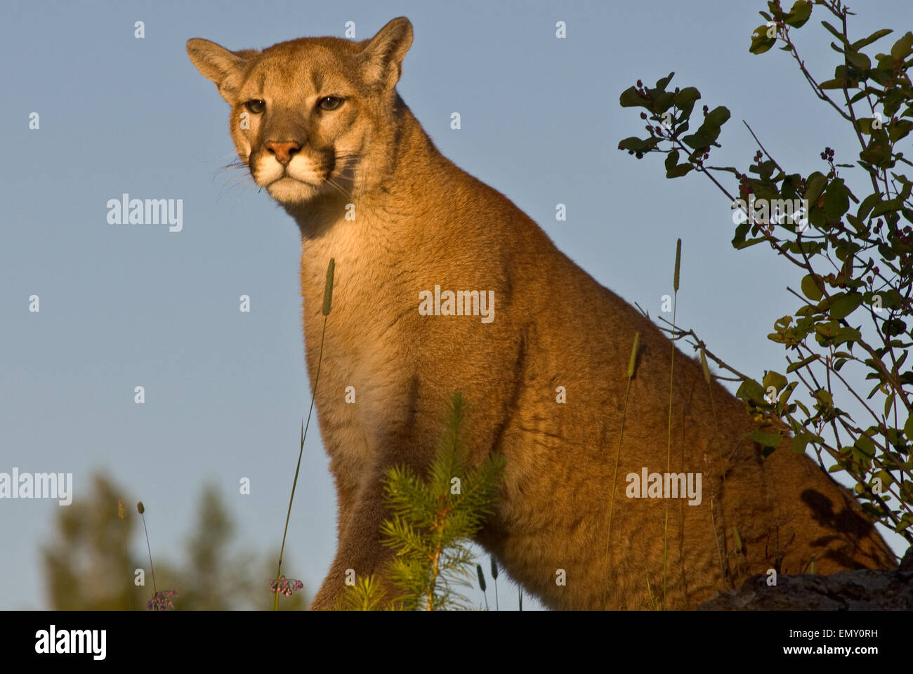 Gazing lion hi-res stock photography and images - Alamy