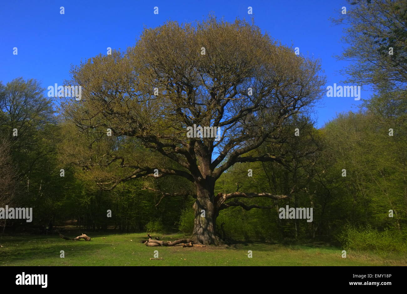 Grimston's Oak, Epping Forest, "monarch of the Forest Stock Photo - Alamy
