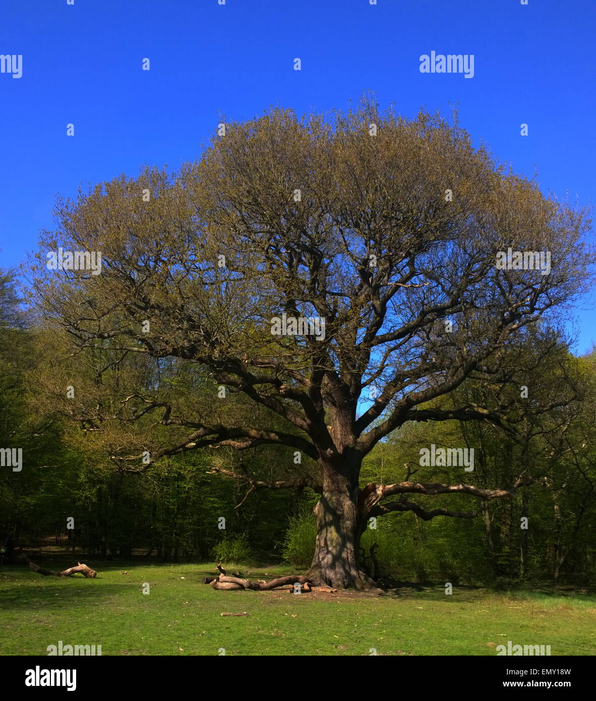 Grimston's Oak, Epping Forest, "monarch of the Forest Stock Photo - Alamy