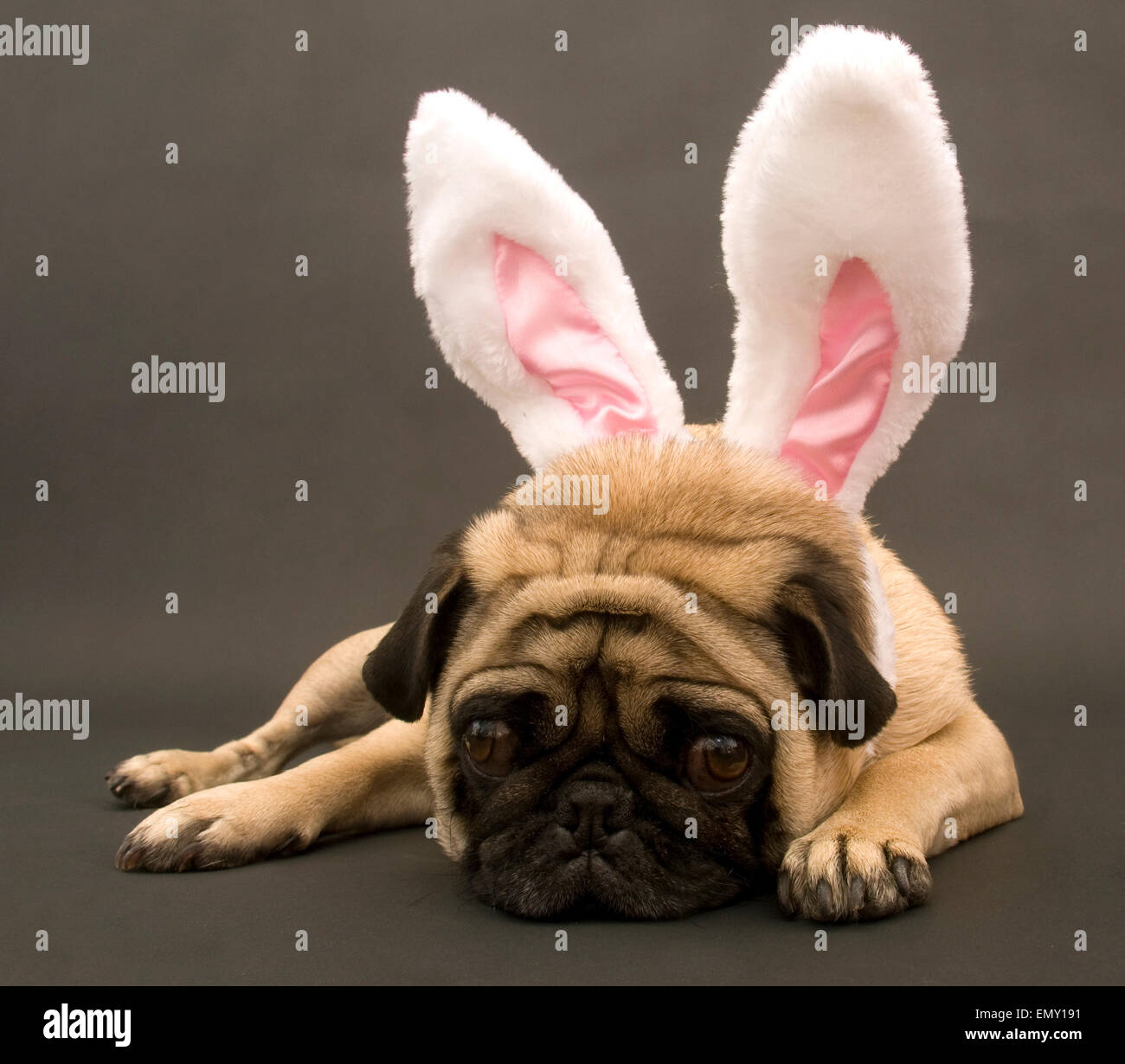 Cute bunny pug hi-res stock photography and images - Alamy