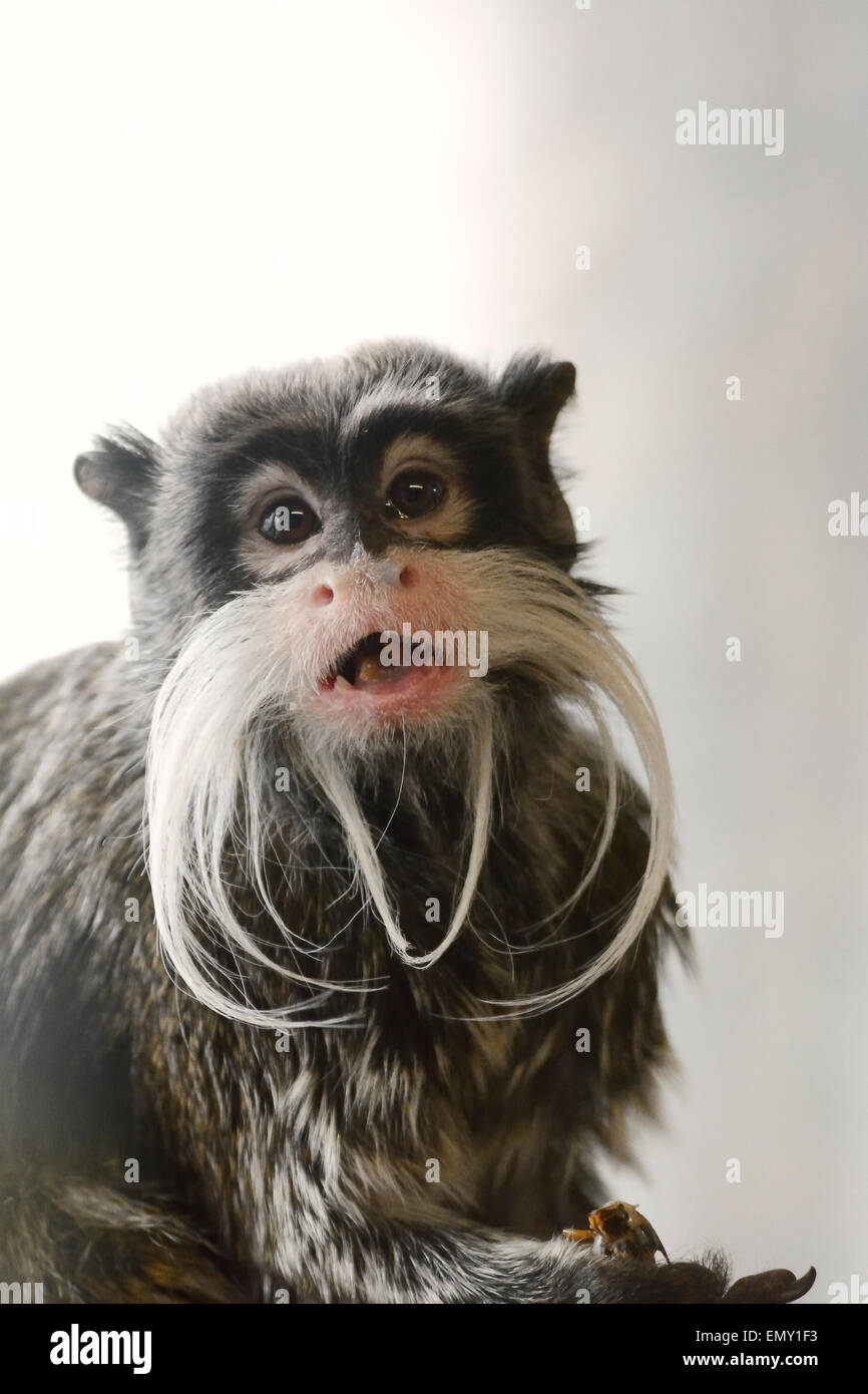 Mustache Monkey From Rio 2
