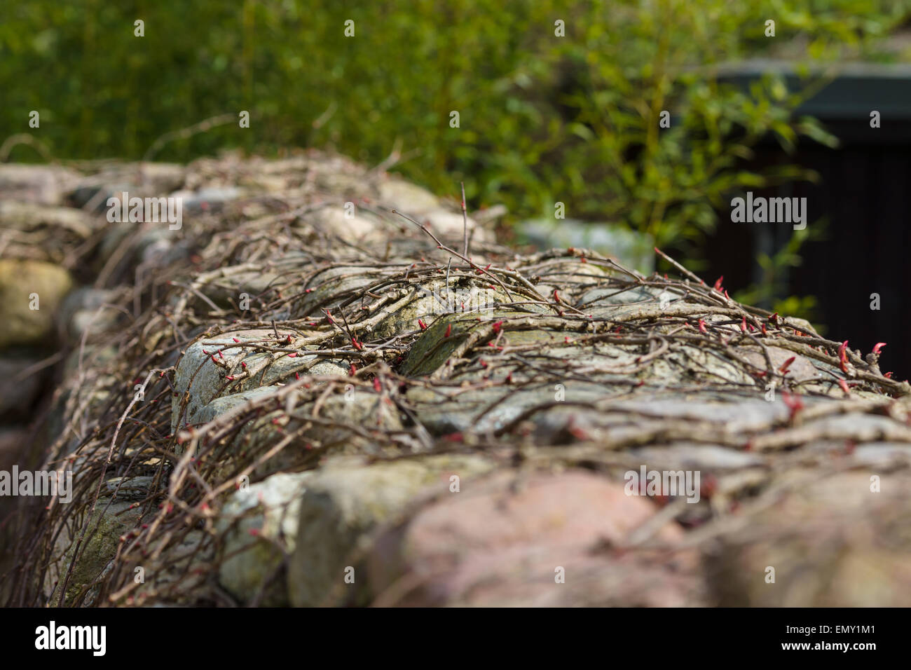 Young shoots of ivy on a stone wall. Shallow depth of field. Focus on ...