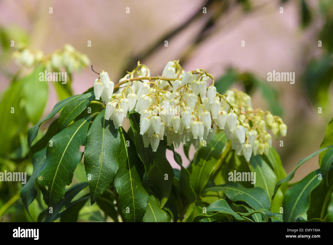 Andromeda genus hi-res stock photography and images - Alamy