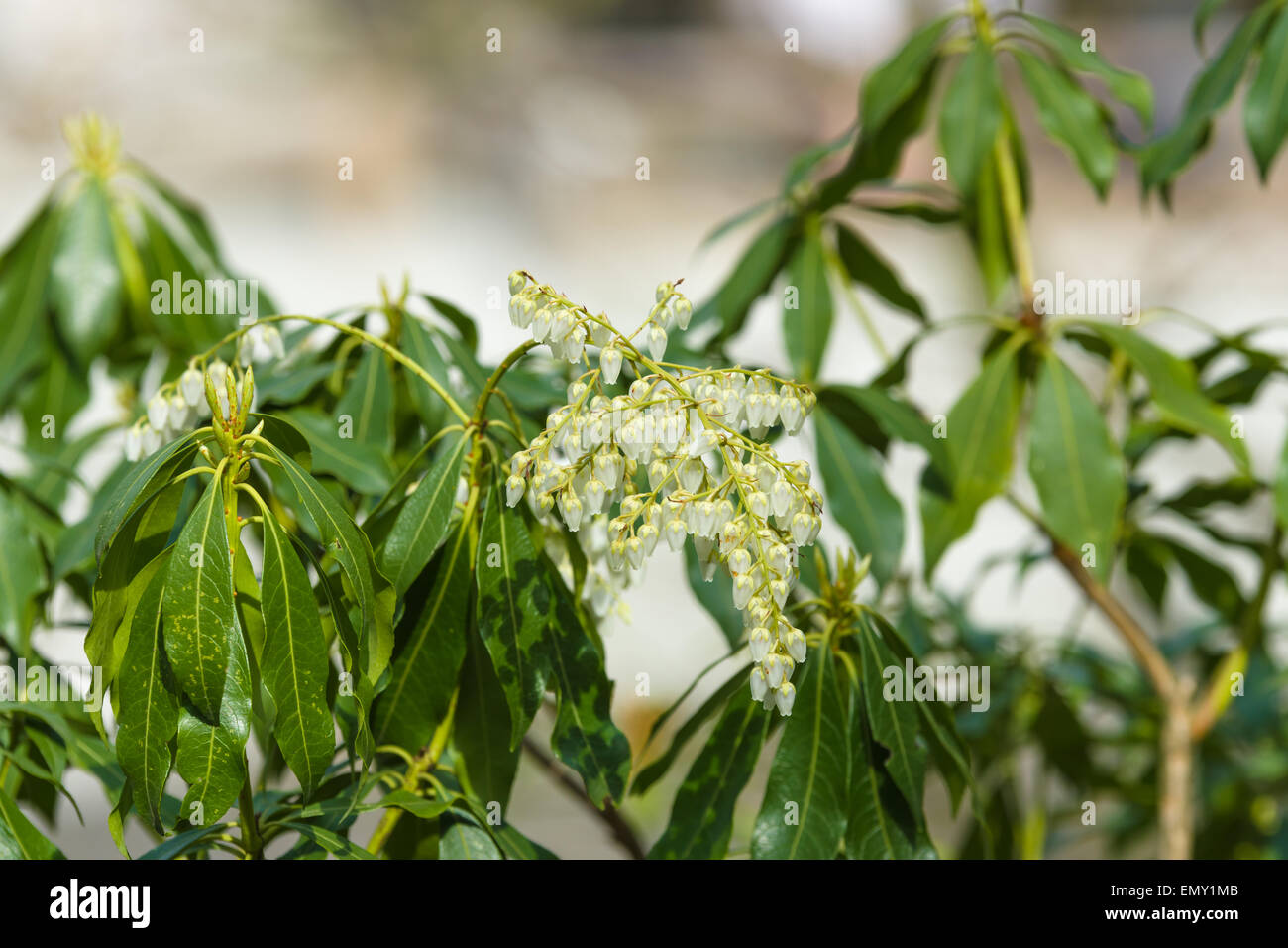 Andromeda genus hi-res stock photography and images - Alamy