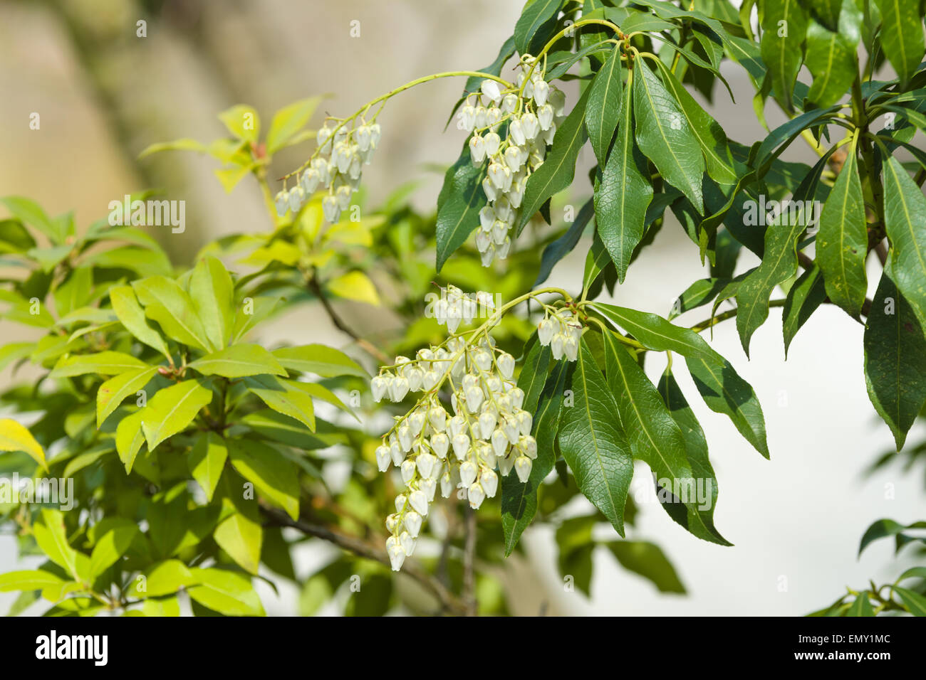 Flowering Pieris japonica (Japanese andromeda Stock Photo - Alamy