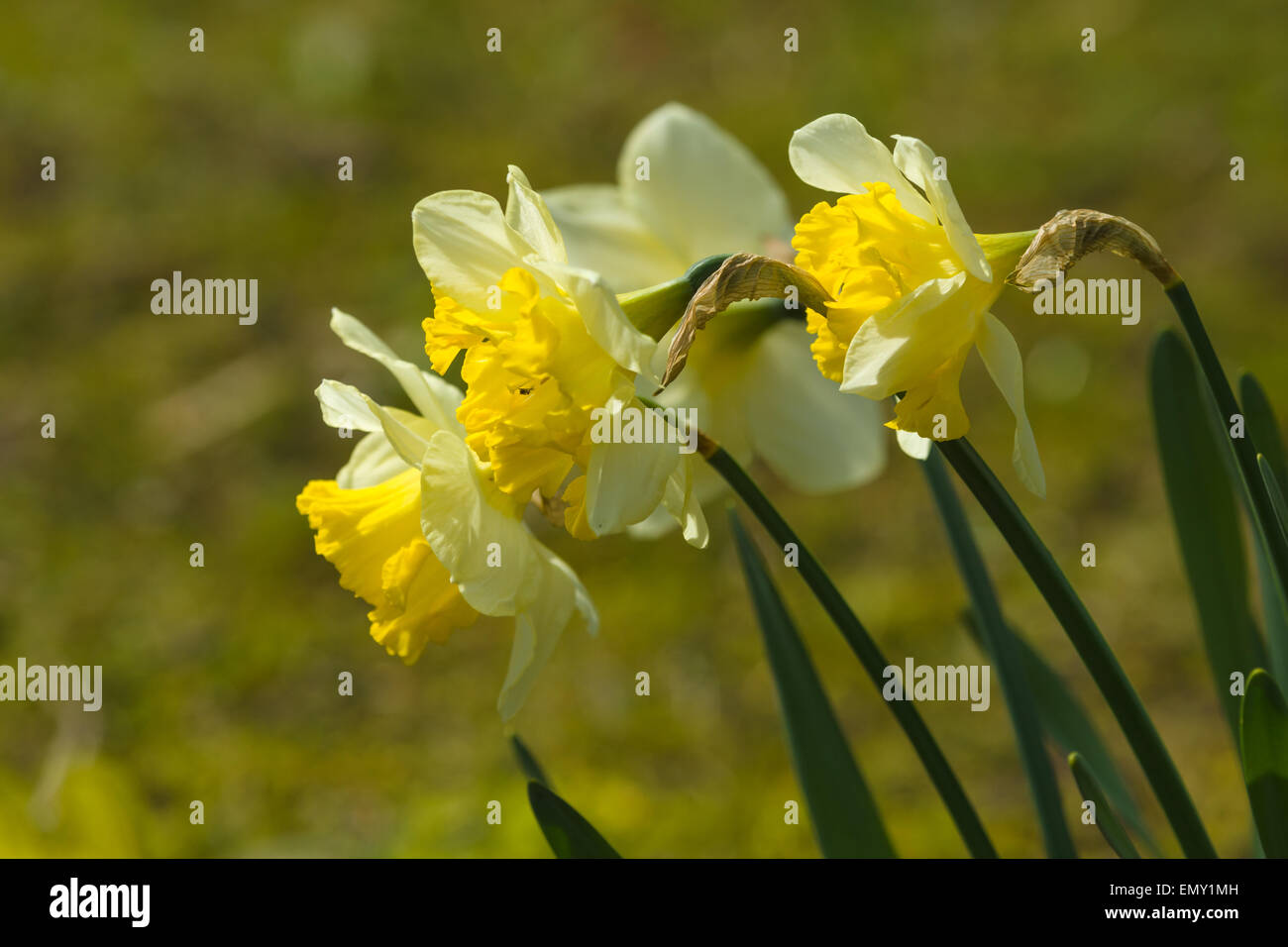 Flowering Golden Daffodils Stock Photo - Alamy