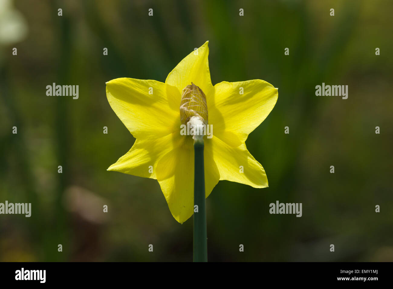 Flowering Golden Daffodils Stock Photo - Alamy