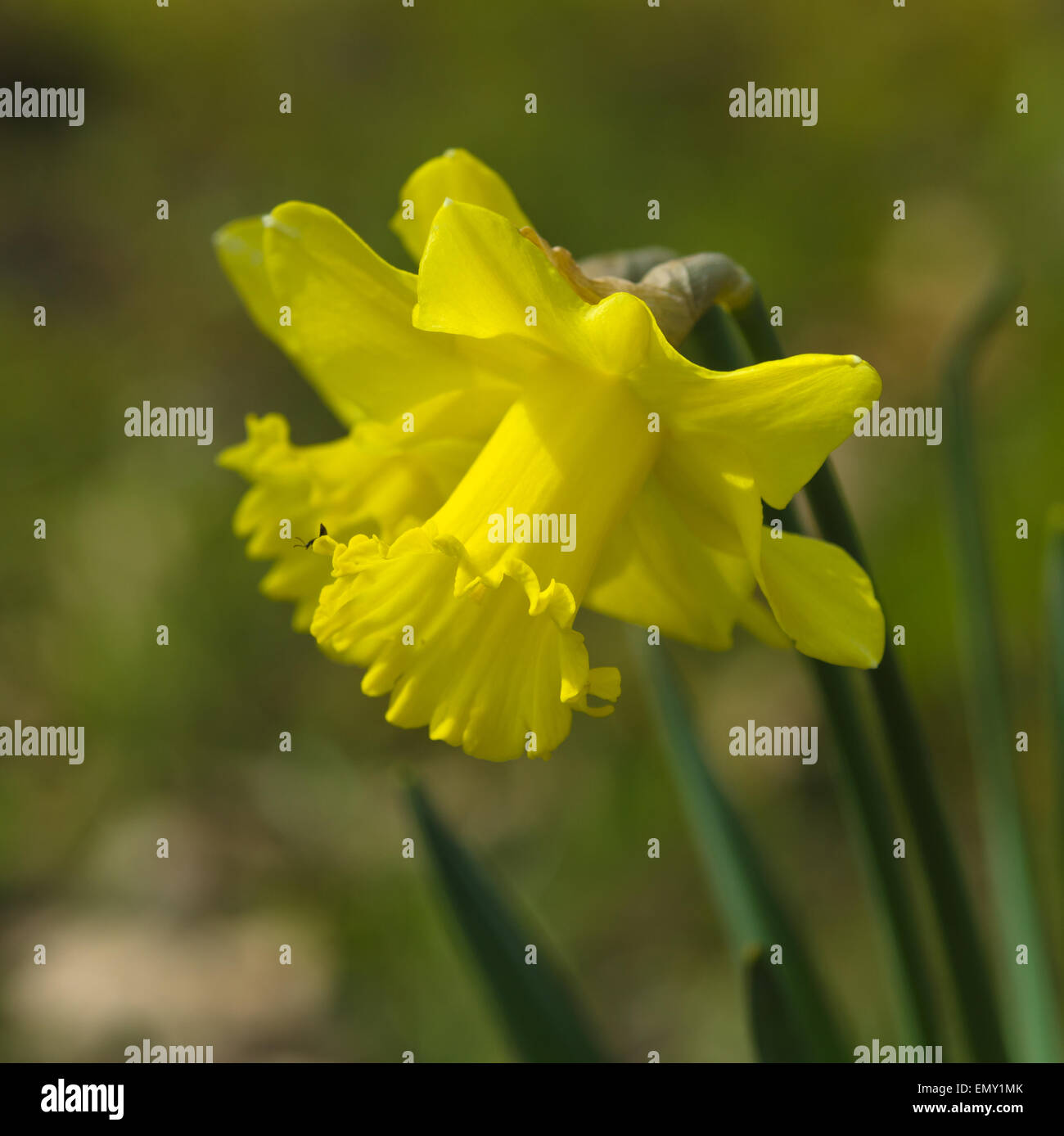 Flowering Golden Daffodils Stock Photo - Alamy