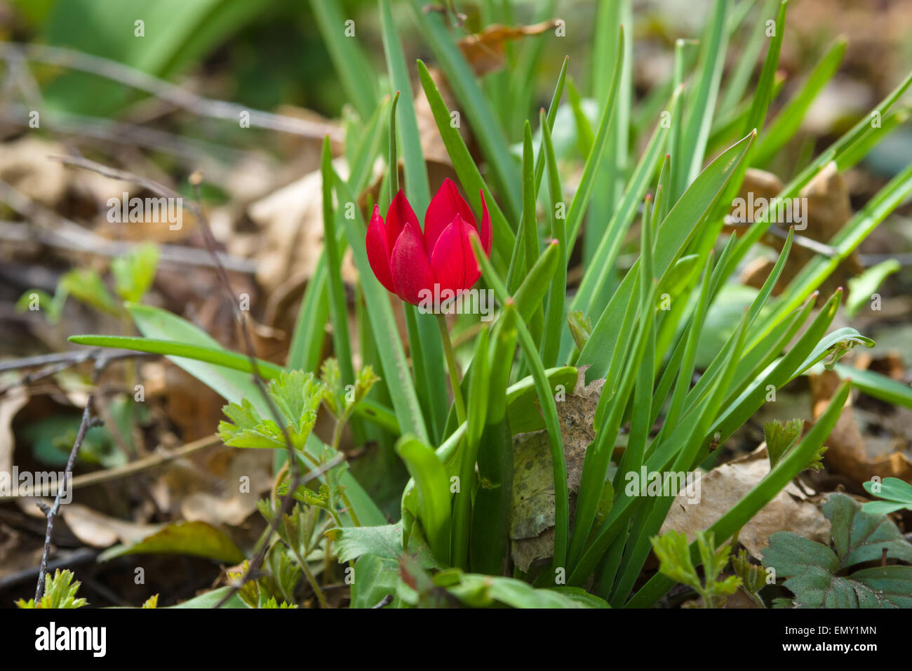 The first spring flowers. Flowering tulip (Tulipa praestans Stock Photo ...