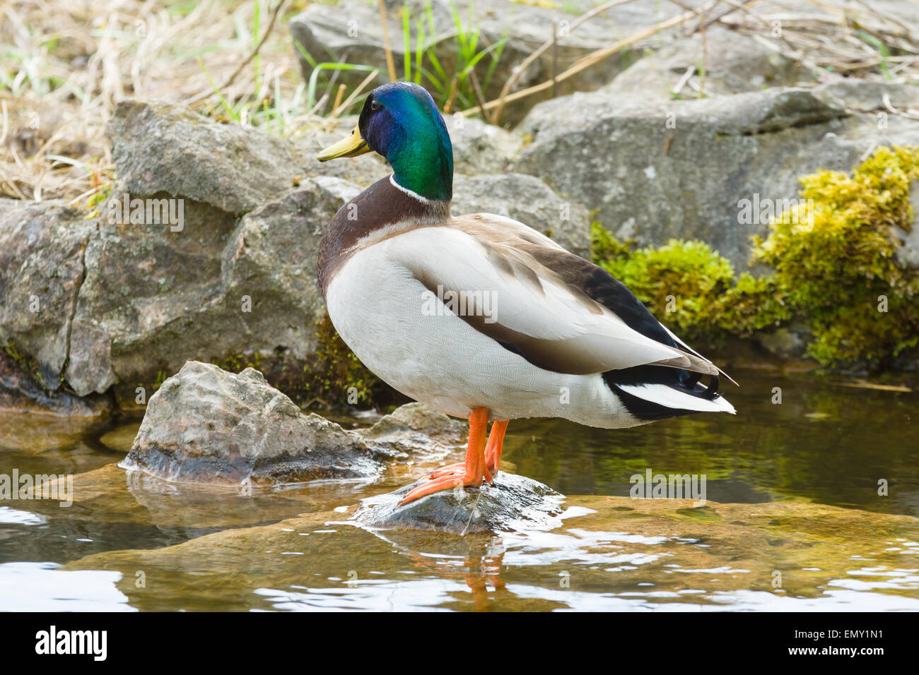 Drake leg hi-res stock photography and images - Alamy