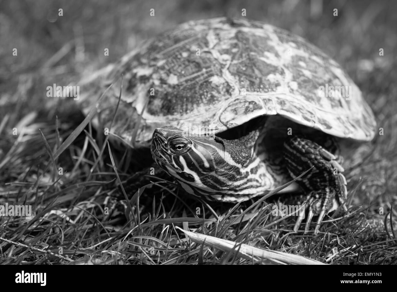 Yellow bellied slider Black and White Stock Photos & Images - Alamy