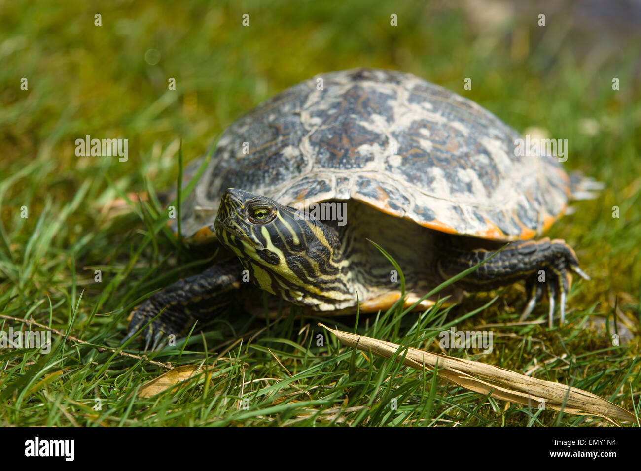 Close up yellow bellied slider hi-res stock photography and images - Alamy