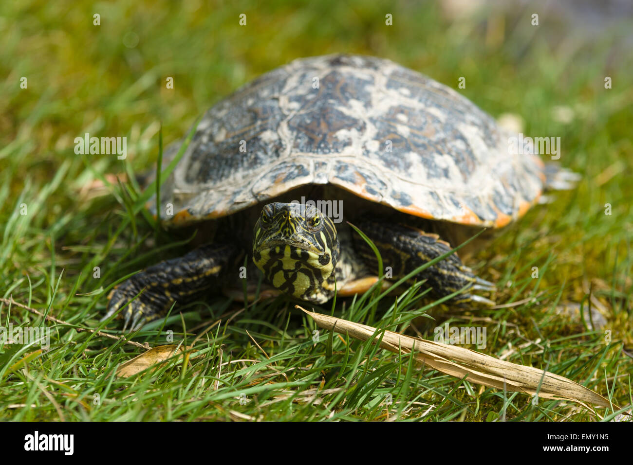 Turtle. The yellow-bellied slider (Trachemys scripta scripta Stock ...