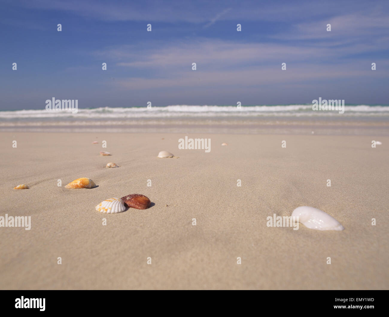Beach scene with shells in foreground Stock Photo - Alamy