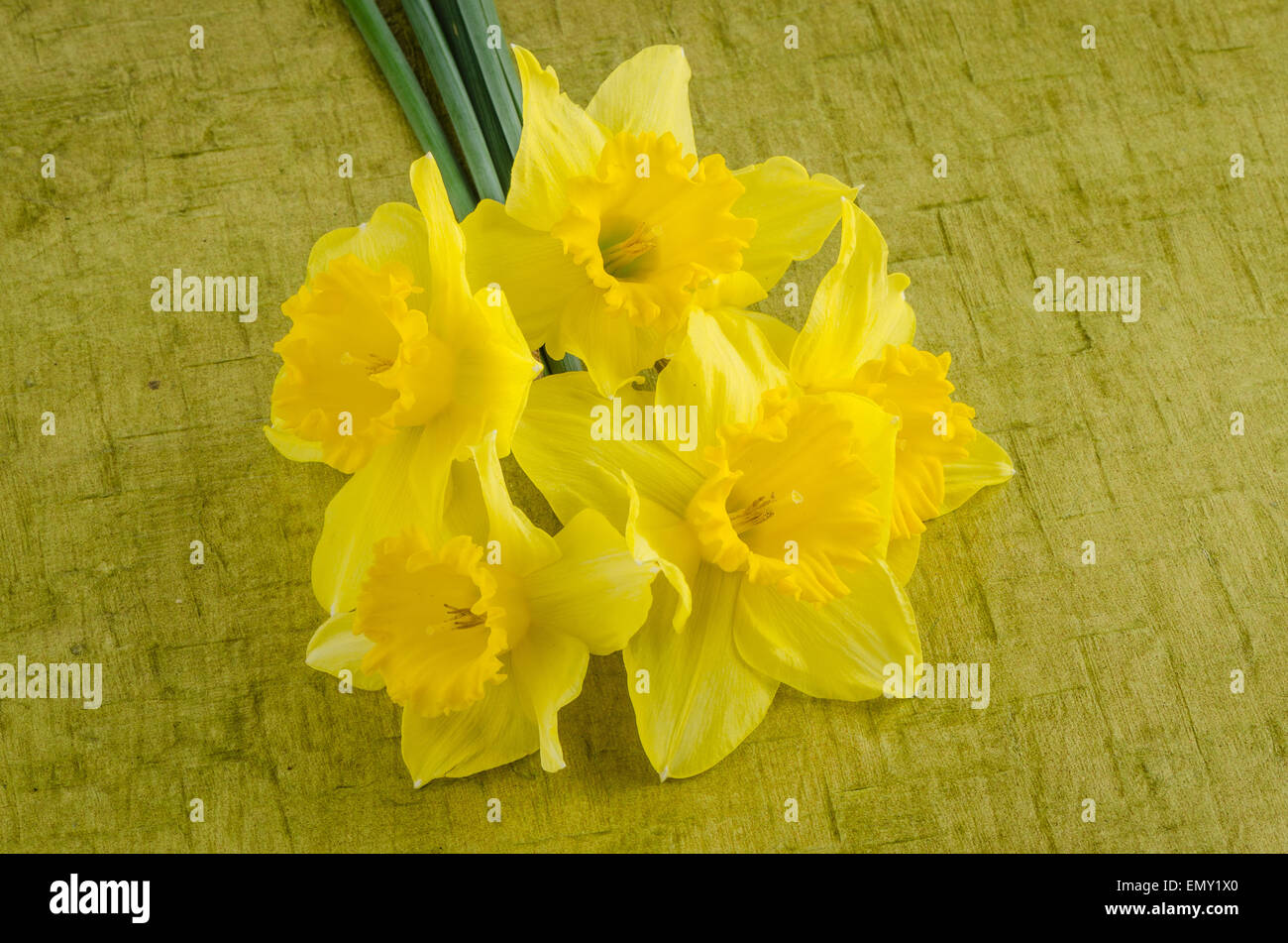 Yellow jonquil flowers on green painted background Stock Photo - Alamy