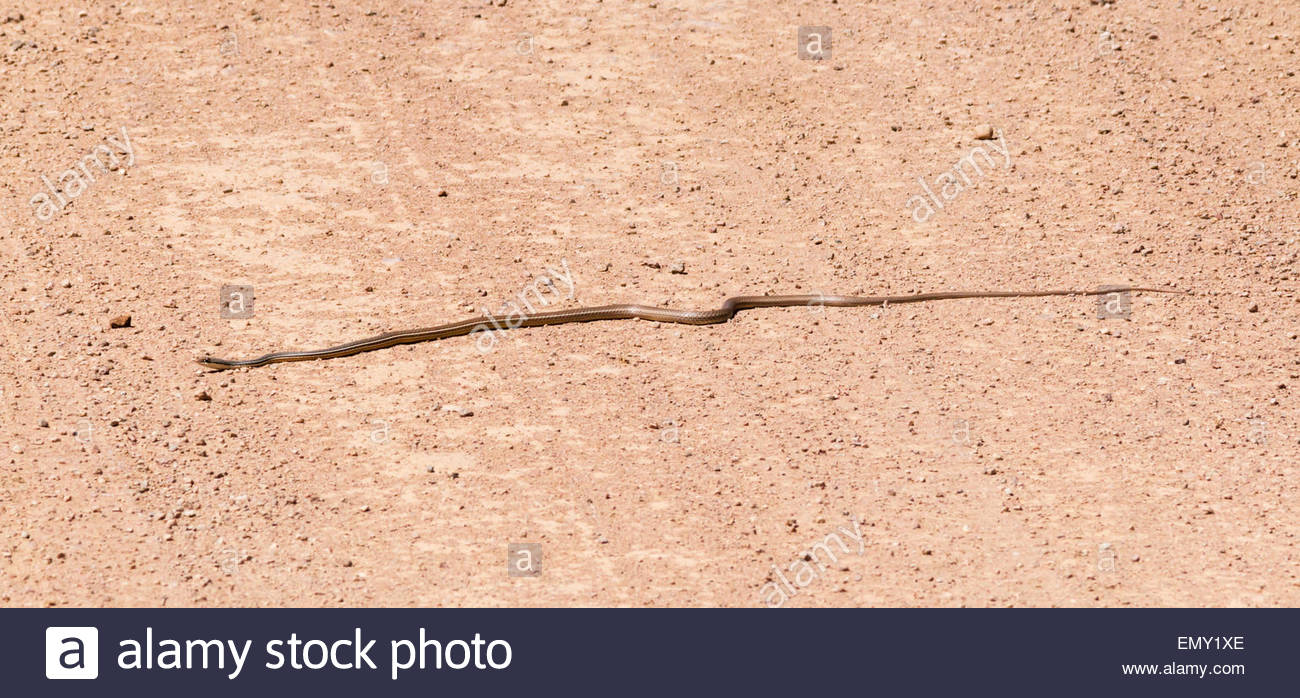 Whipsnakes High Resolution Stock Photography and Images - Alamy