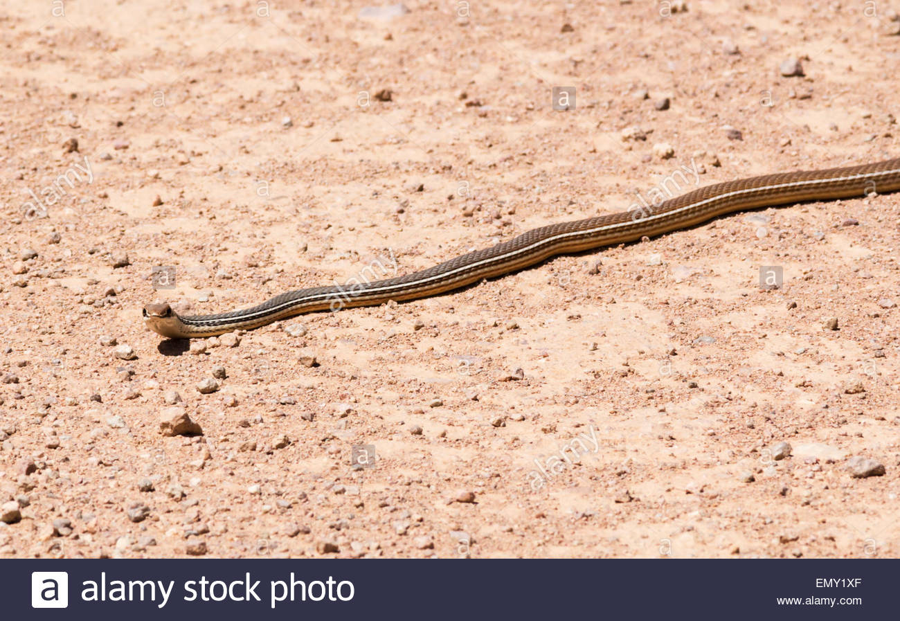 Whipsnakes High Resolution Stock Photography and Images - Alamy