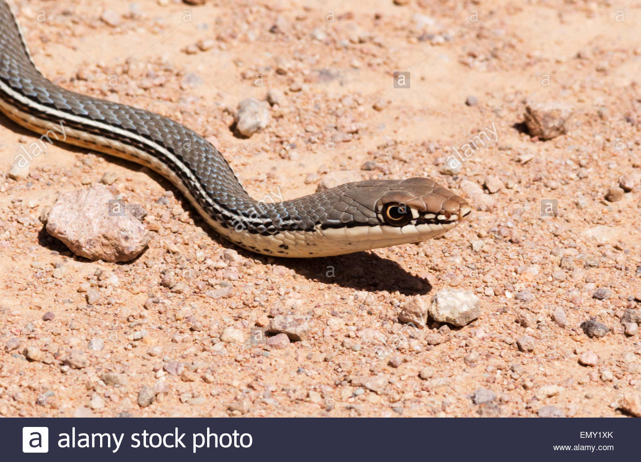 Whipsnakes High Resolution Stock Photography and Images - Alamy