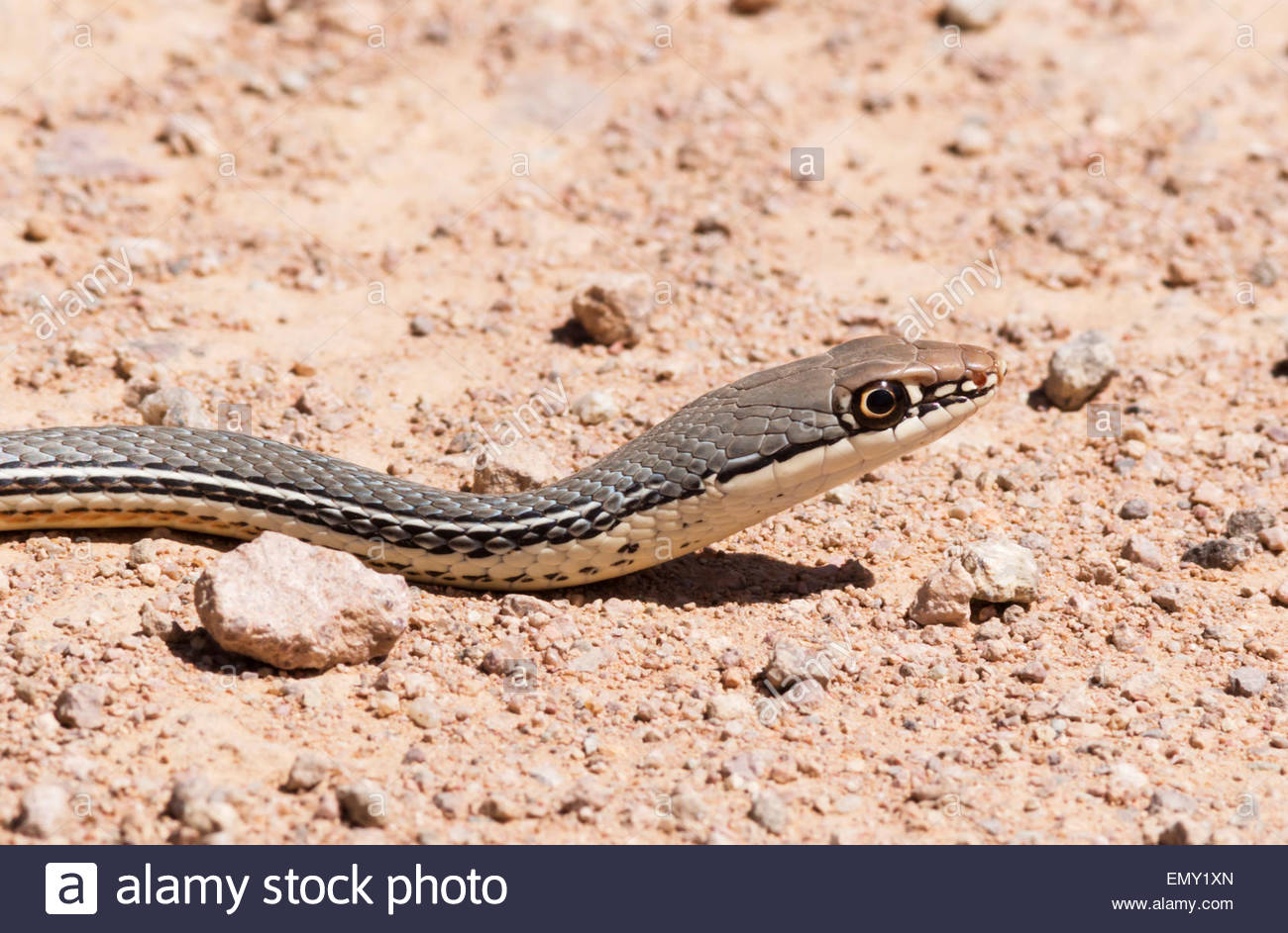 Whipsnakes High Resolution Stock Photography and Images - Alamy