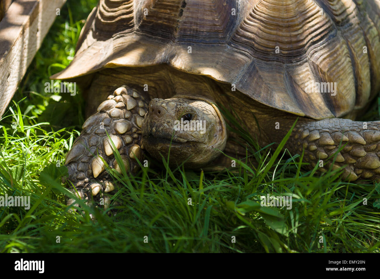 Big turtle in the grass Stock Photo - Alamy