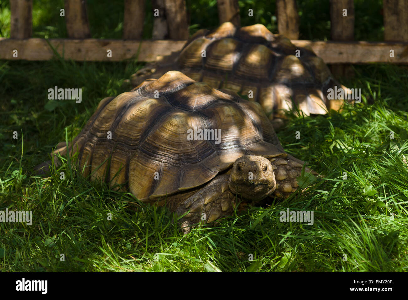 Big turtle in the grass Stock Photo - Alamy