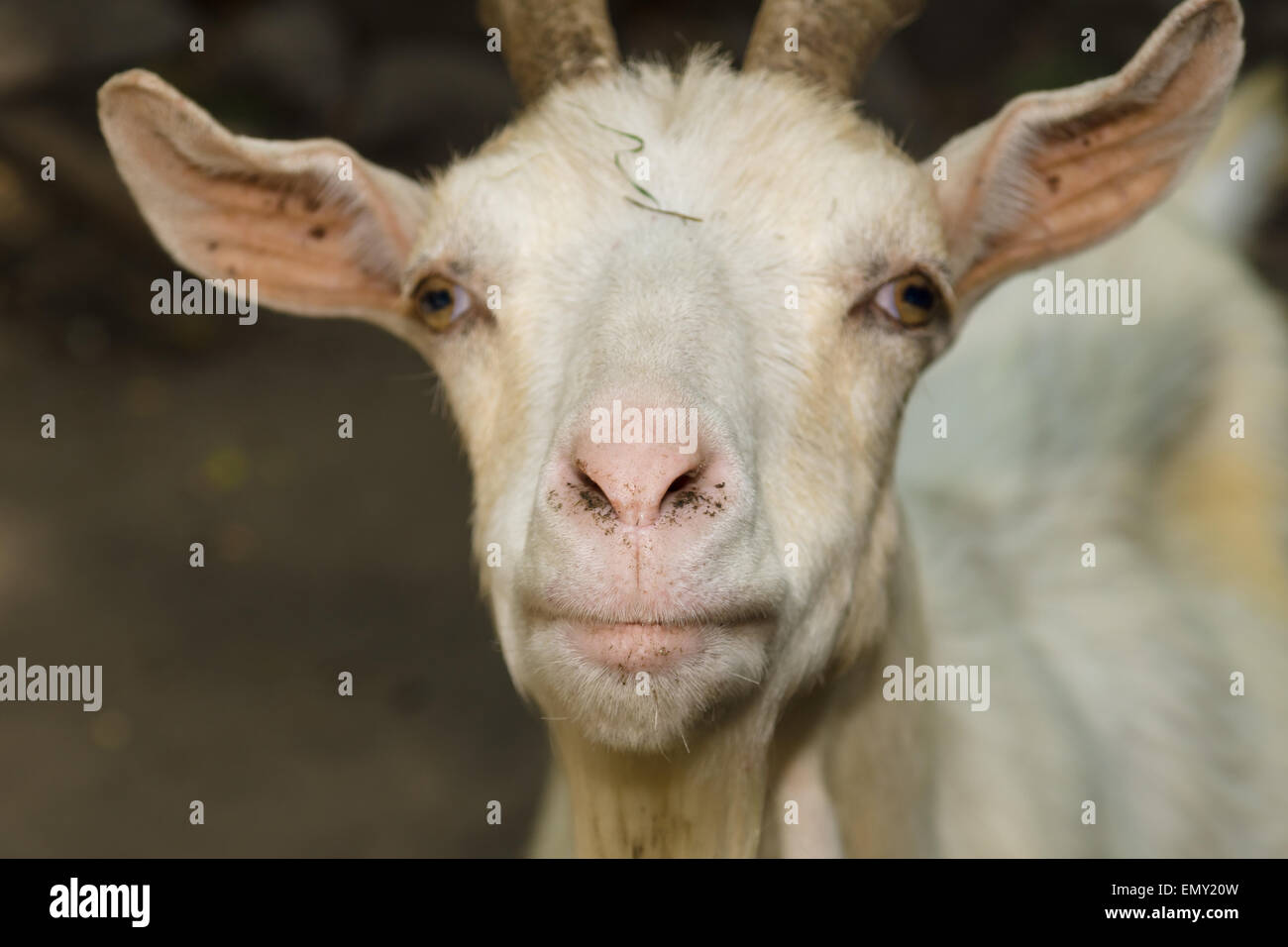Goat head close-up. Focus on the nose Stock Photo - Alamy