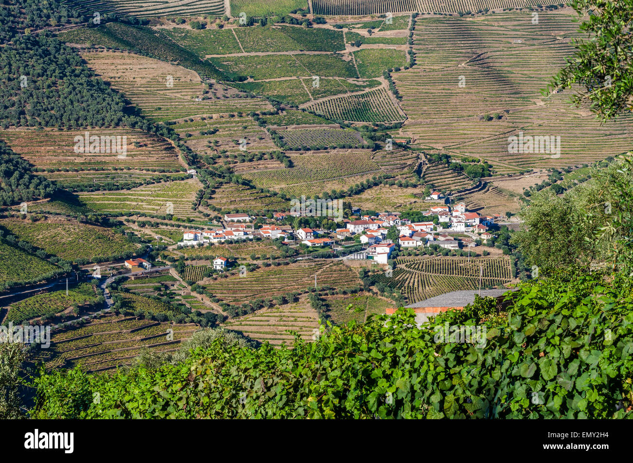 Terraced vineyards in Douro Valley, Alto Douro Wine Region in northern ...