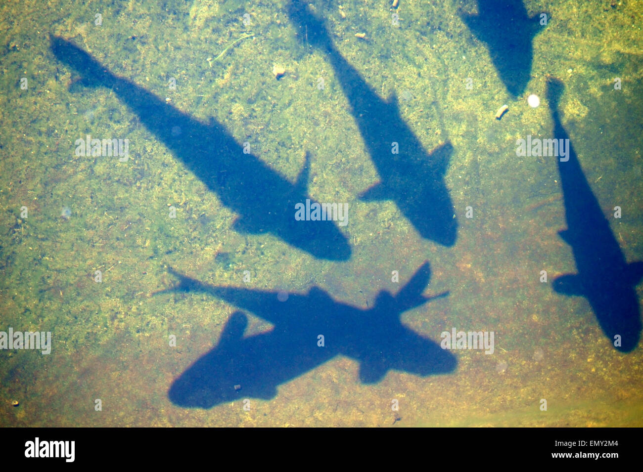 Fish swarm cast shadow Stock Photo - Alamy