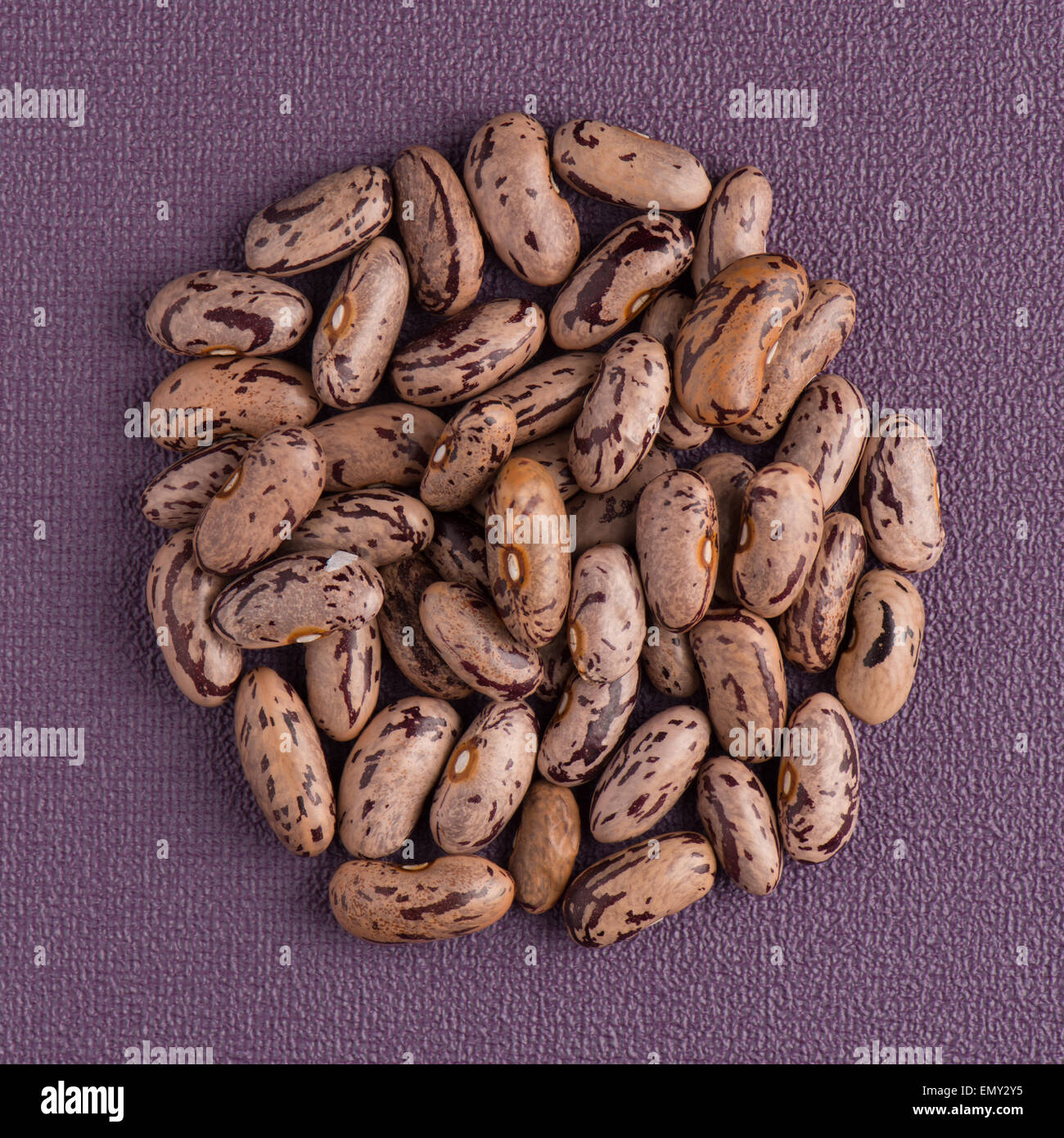 Top view of circle of pinto beans against purple vinyl background Stock ...