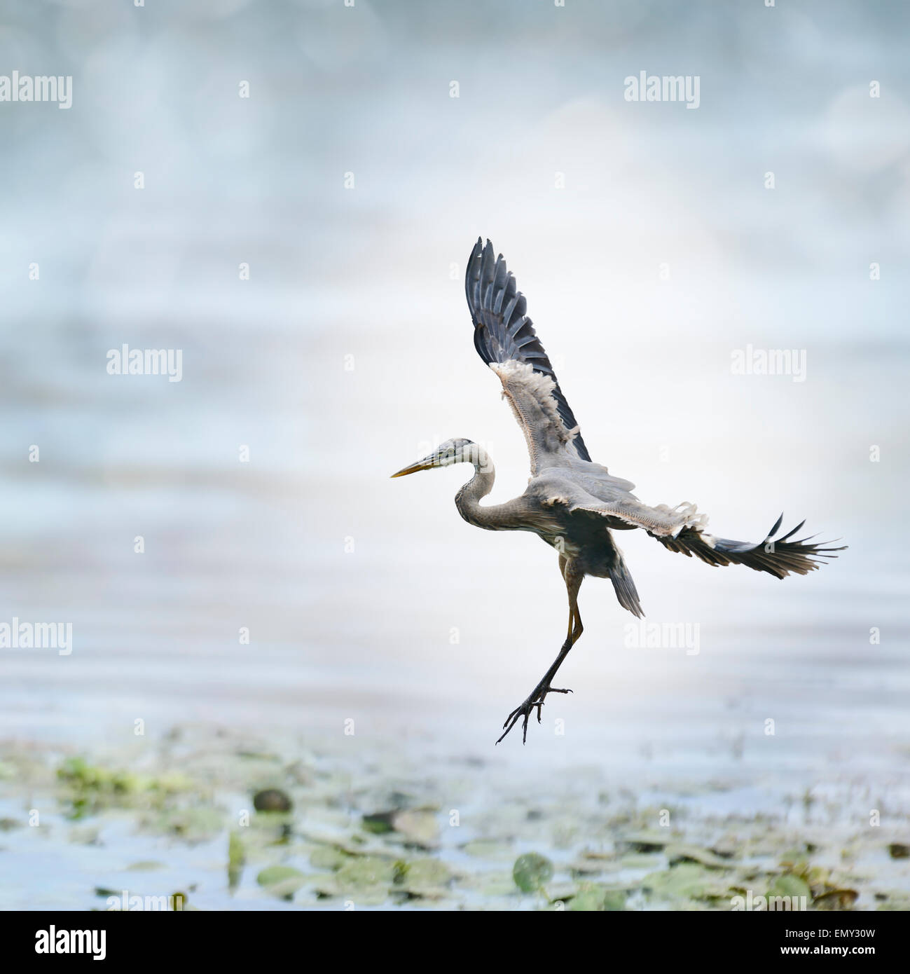 Great Blue Heron In Flight Stock Photo - Alamy
