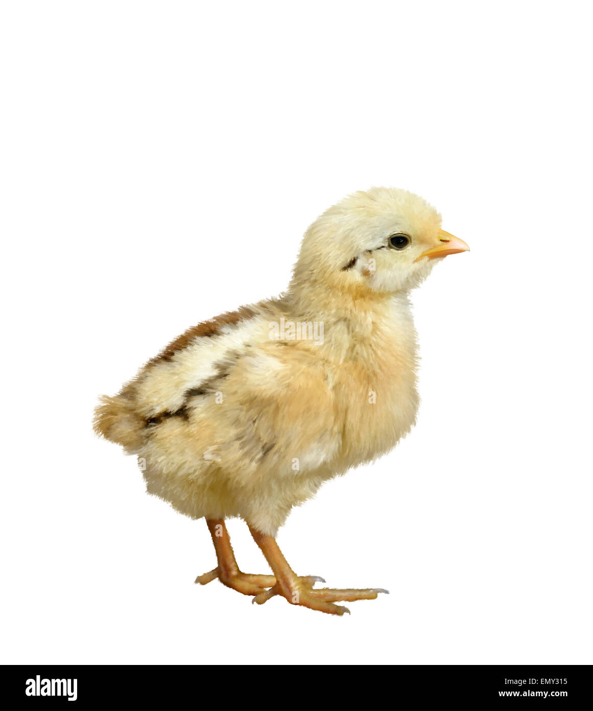 Digital Painting Of Little Chicken On White Background Stock Photo - Alamy