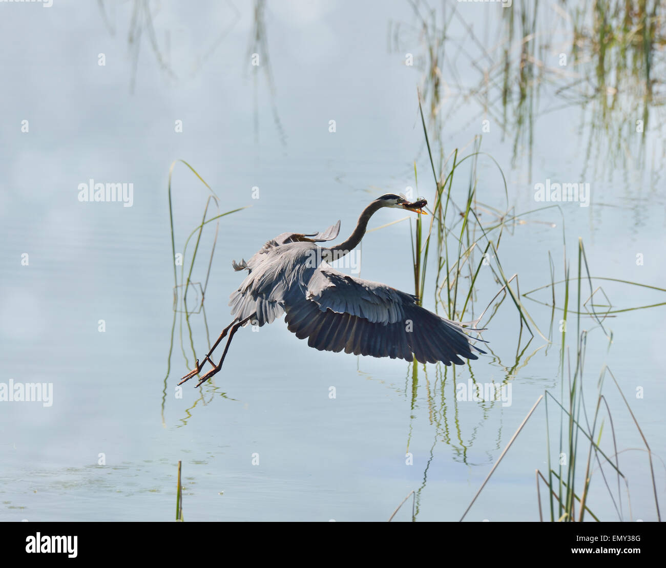 Great Blue Heron Fishing In Florida Wetlands Stock Photo - Alamy