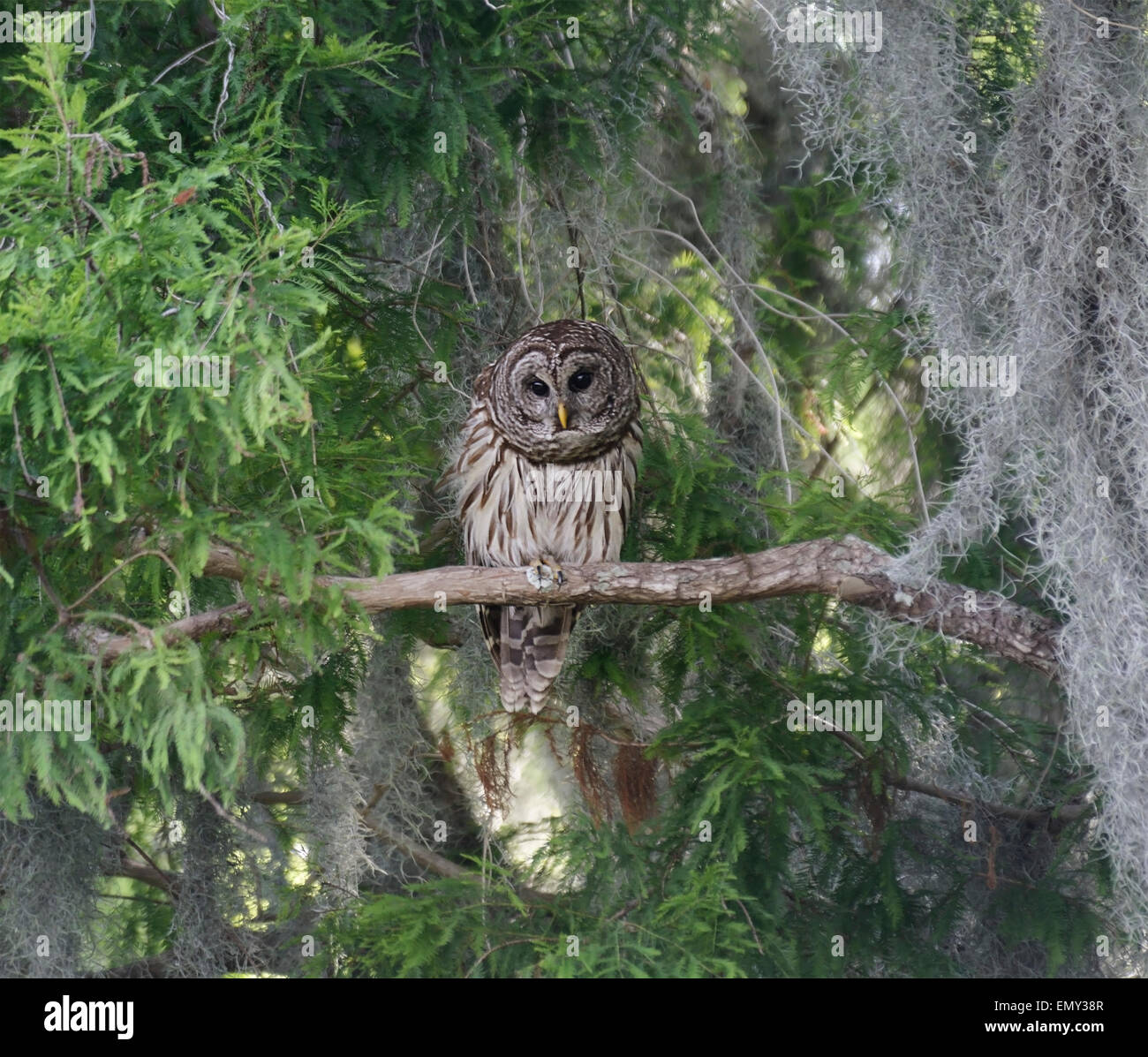 Owl branch hi-res stock photography and images - Alamy
